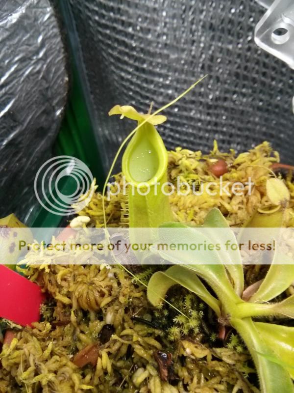 My Nepenthes - FlyTrapCare Forums